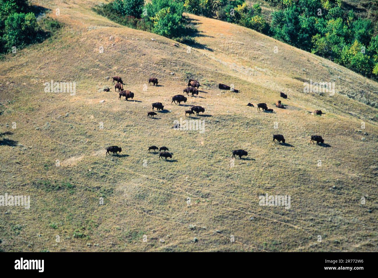 Buffalo pound aerial hi-res stock photography and images - Alamy