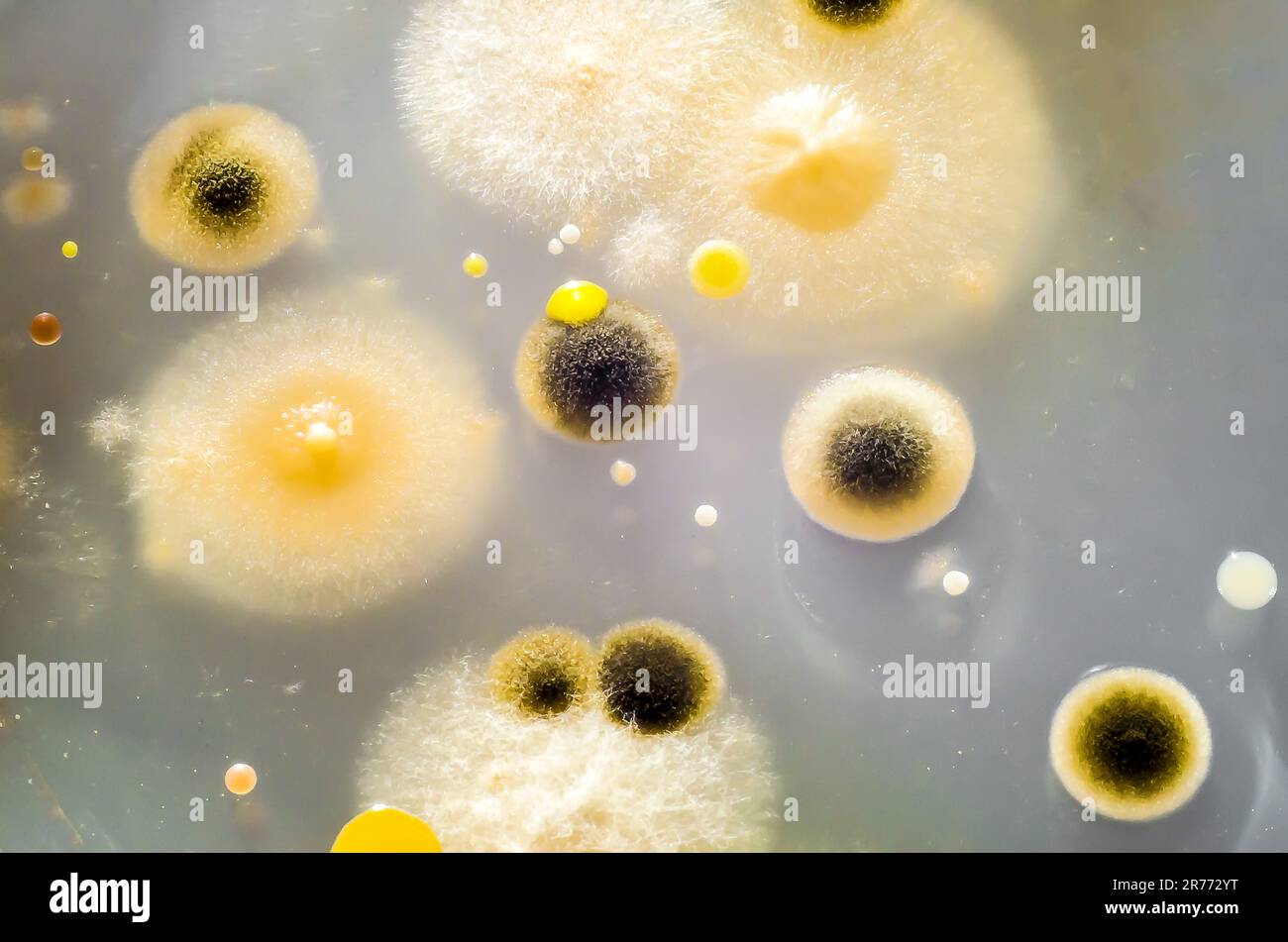 Colonies of different bacteria and mold fungi cultivated from indoor ...