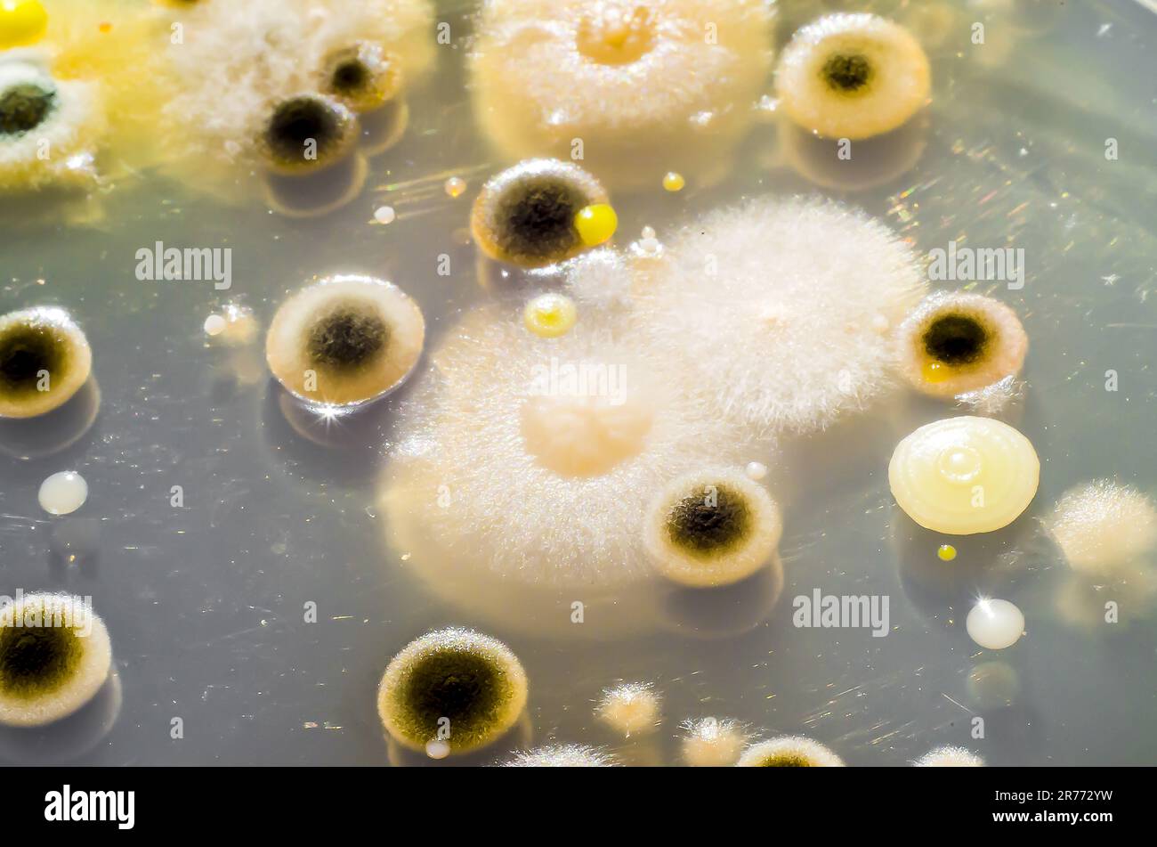Colonies of different bacteria and mold fungi cultivated from indoor ...