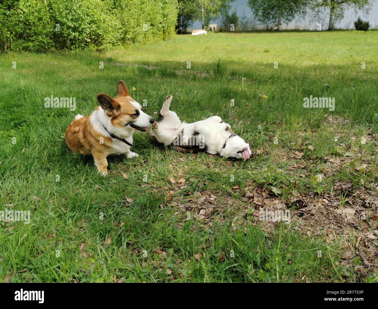 Corgi rolling hi-res stock photography and images - Alamy