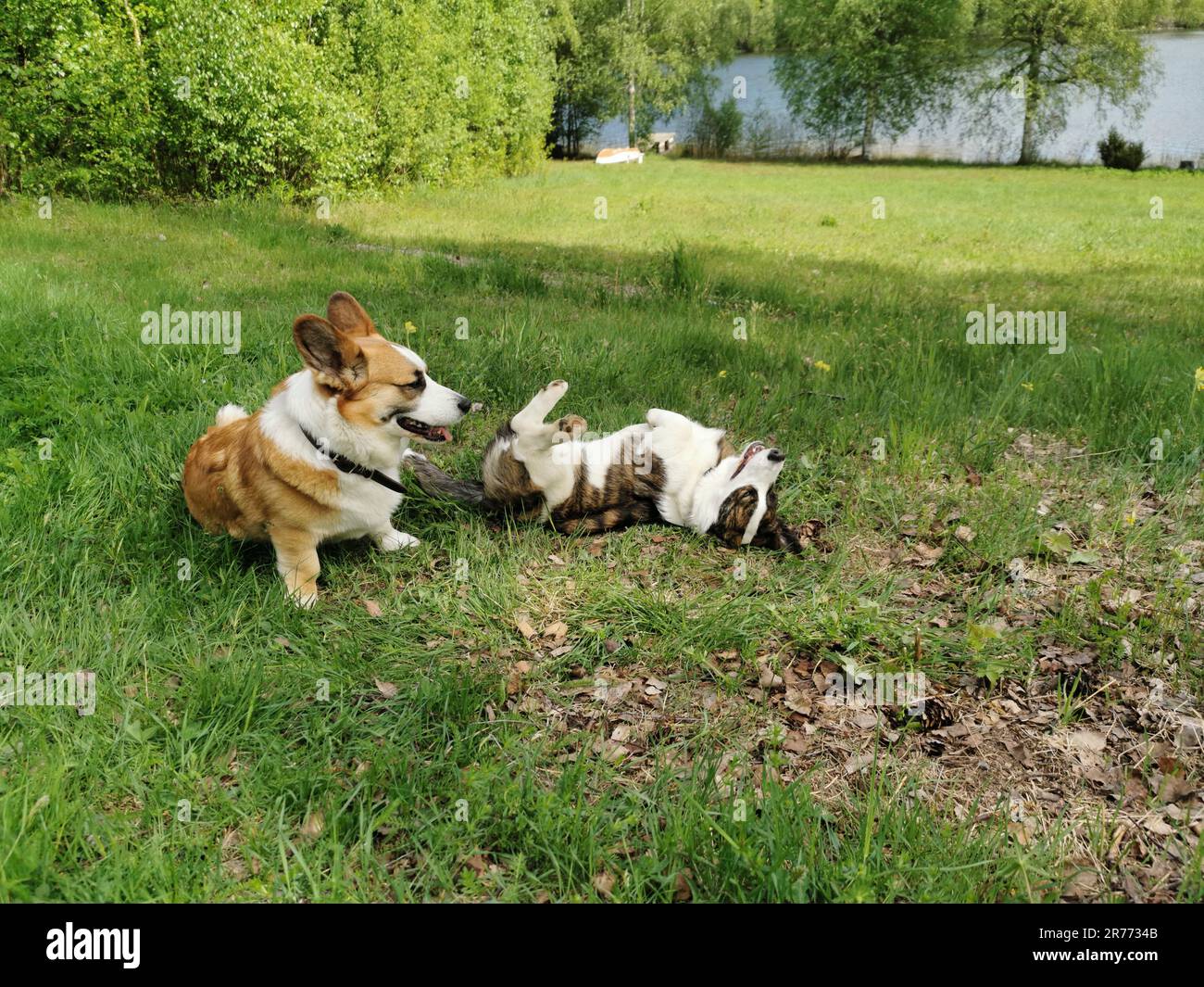 Corgi rolling in the grass hi-res stock photography and images - Alamy