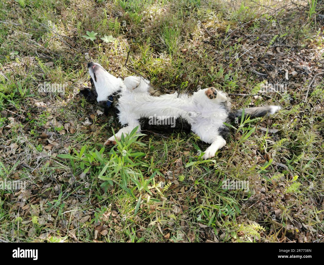 Welsh corgi rolling hi-res stock photography and images - Alamy