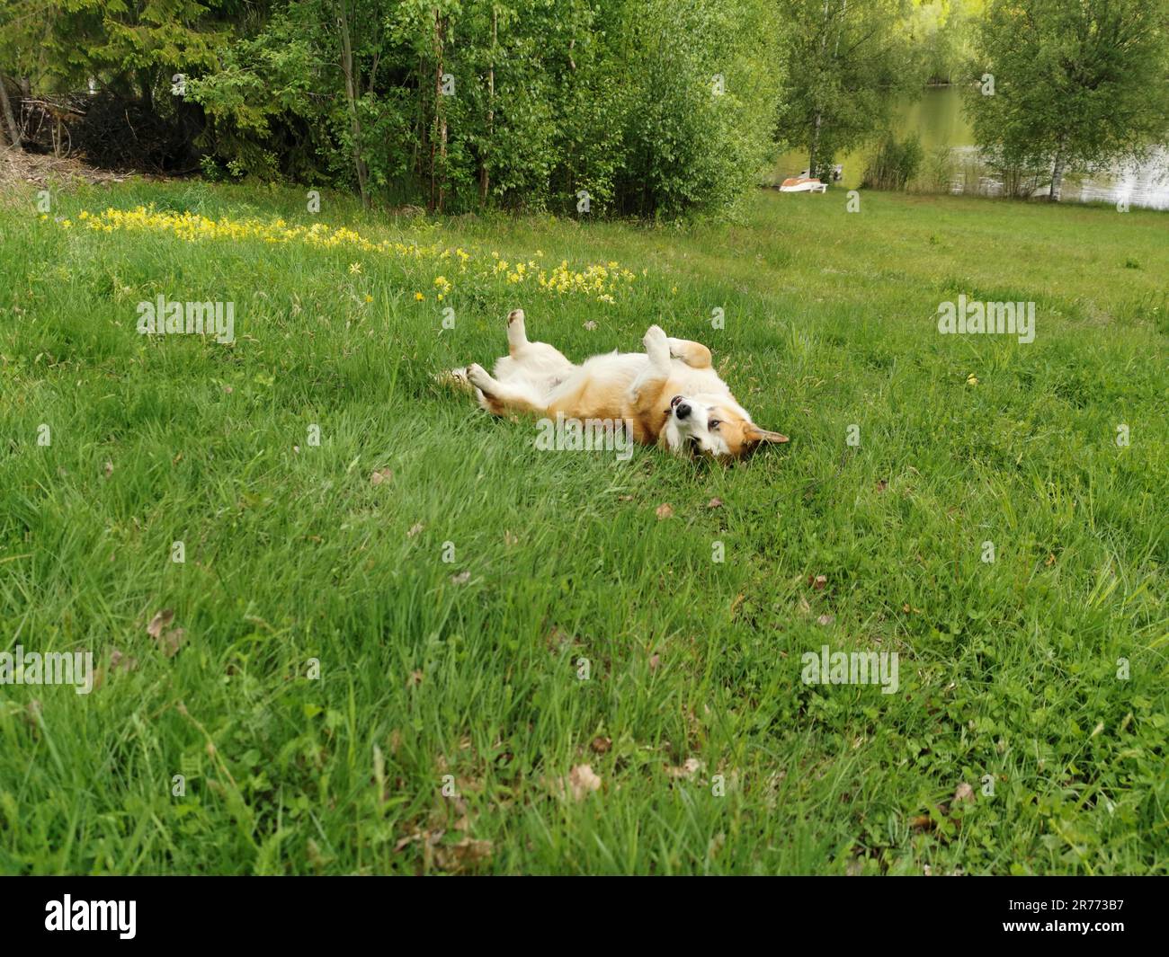 Welsh corgi dog in grass hi-res stock photography and images - Alamy