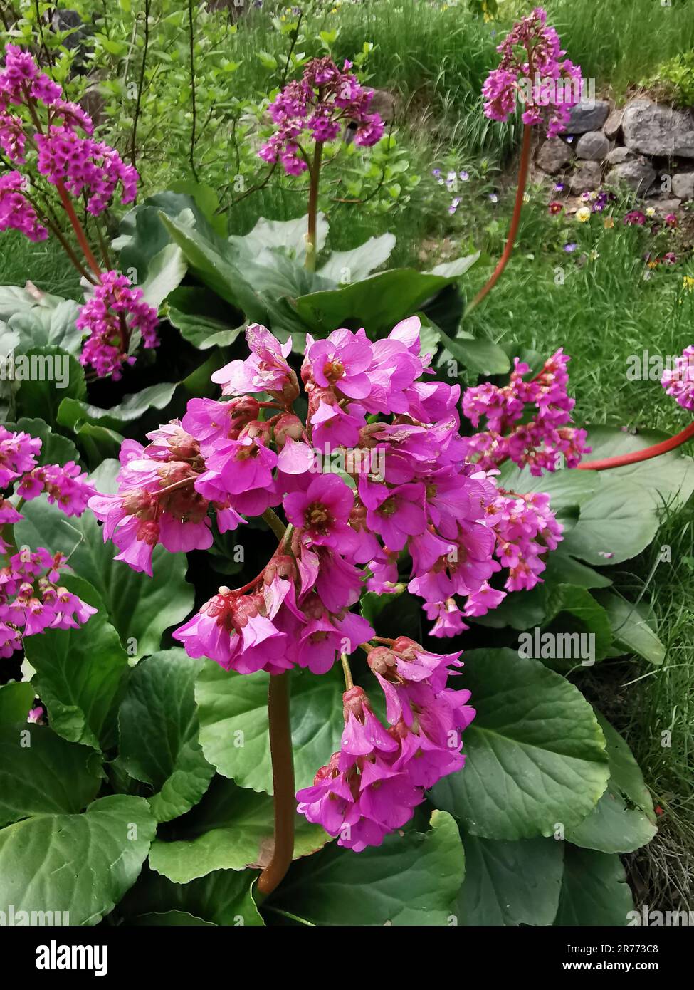 Crassifolia hi-res stock photography and images - Alamy
