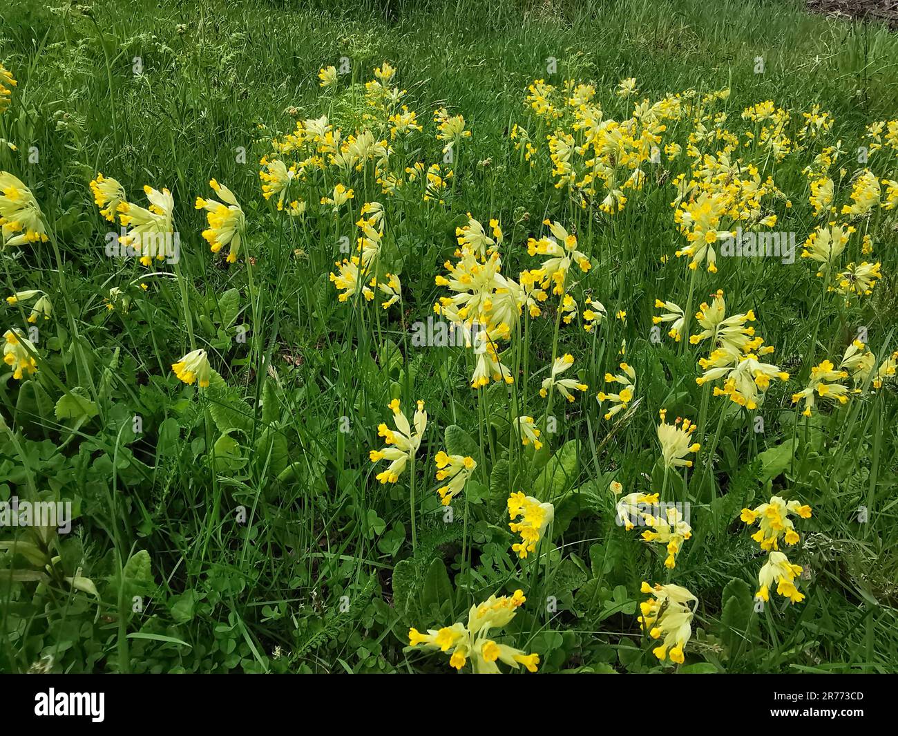 Gold meadow flowers hi-res stock photography and images - Alamy