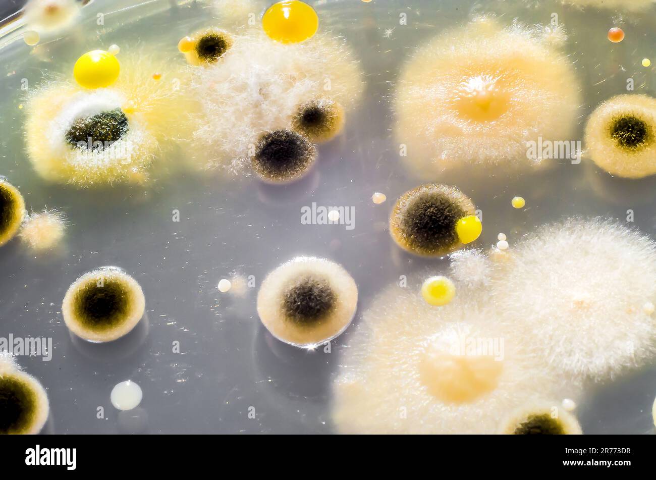 Colonies of different bacteria and mold fungi cultivated from indoor ...