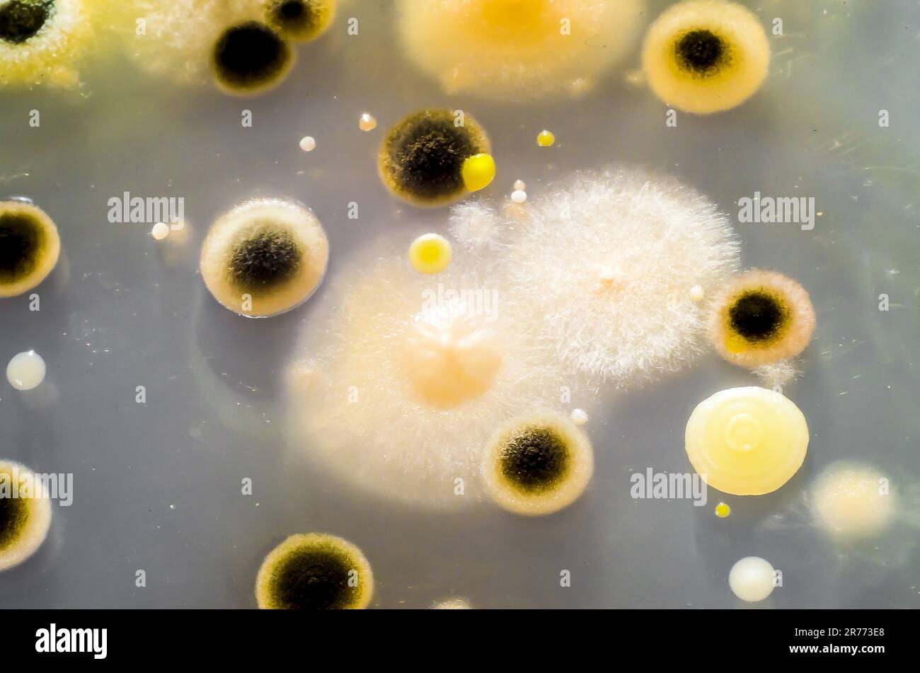 Colonies different bacteria mold hi-res stock photography and images - Alamy