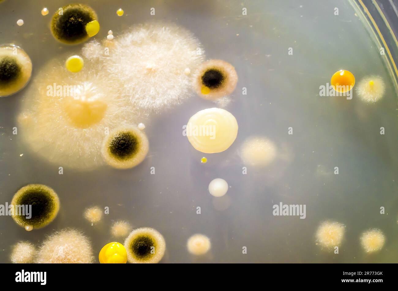 Colonies of different bacteria and mold fungi cultivated from indoor ...