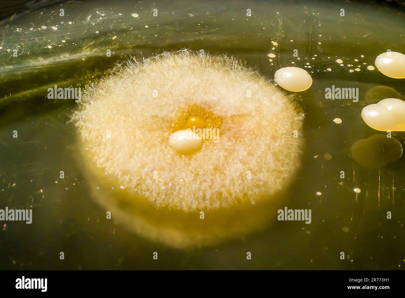 Colonies of different bacteria and mold fungi cultivated from indoor ...