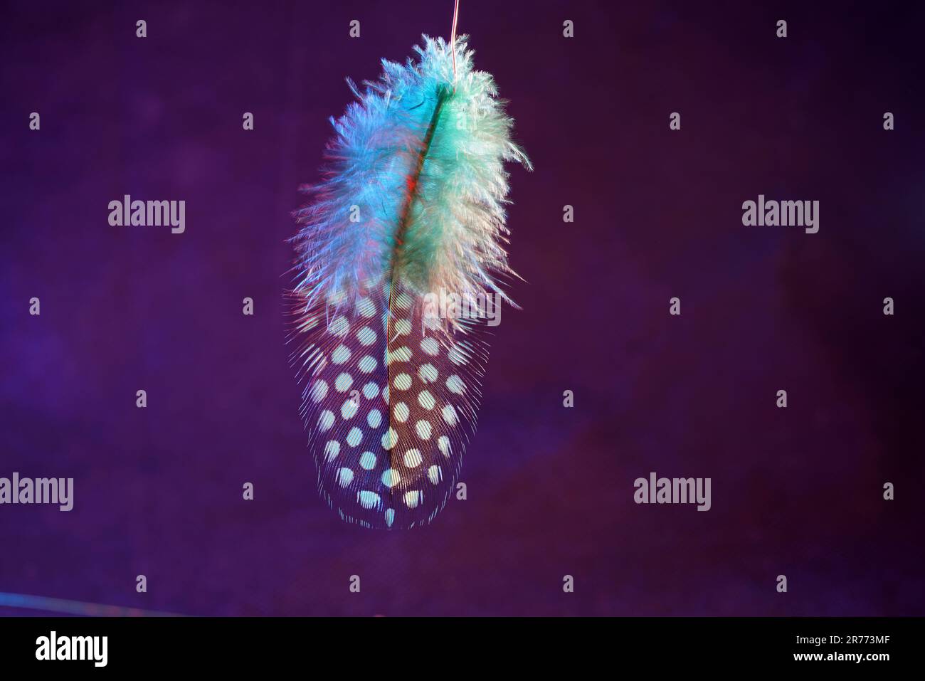 Bird feather as a background image with a lot of bright colors and ...