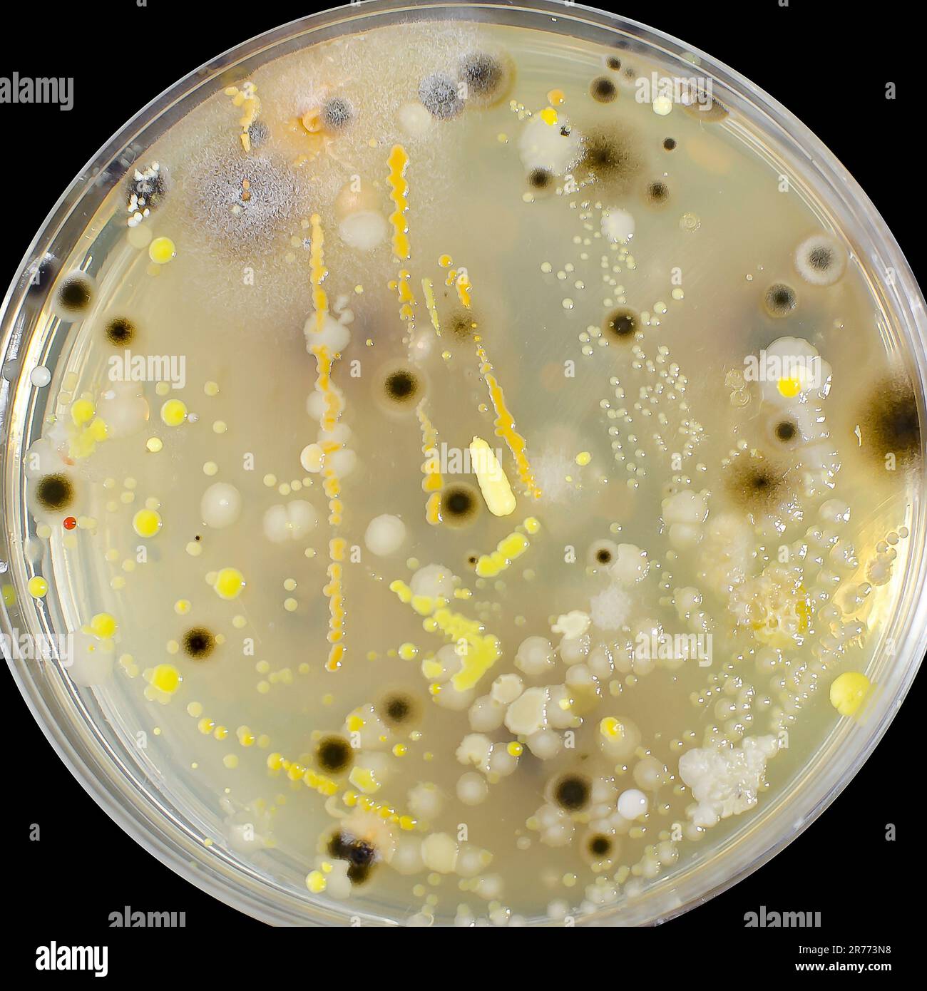 Colonies of different bacteria and mold fungi cultivated from indoor ...