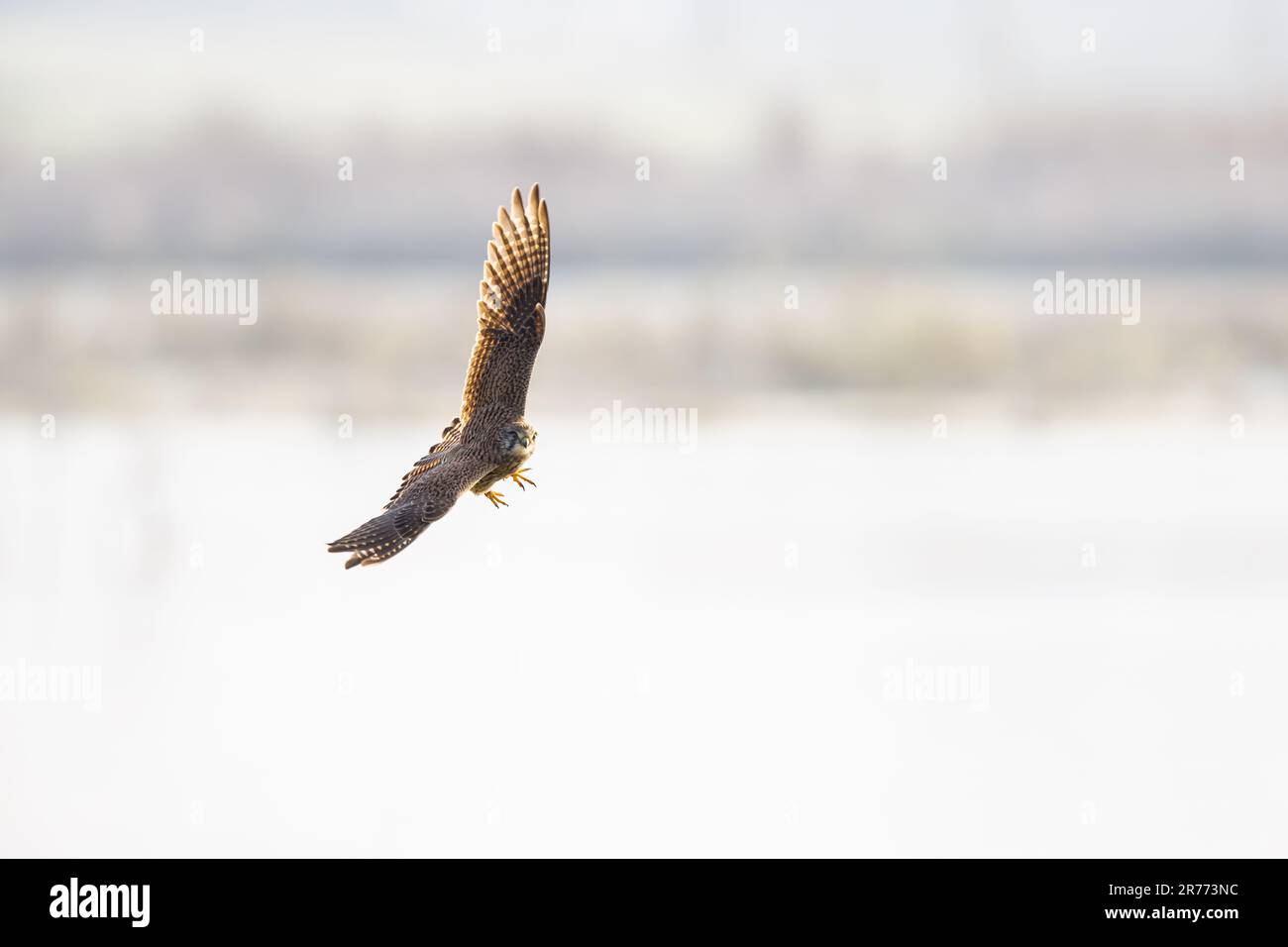 A common kestrel soaring gracefully over the tranquil expanse of blue ...