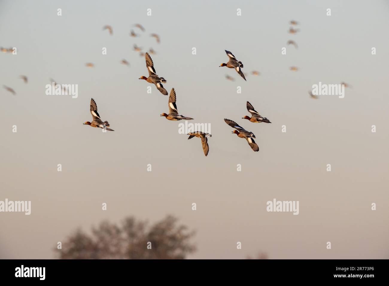 A flock of wigeon ducks flying in unison against a clear sky, creating ...