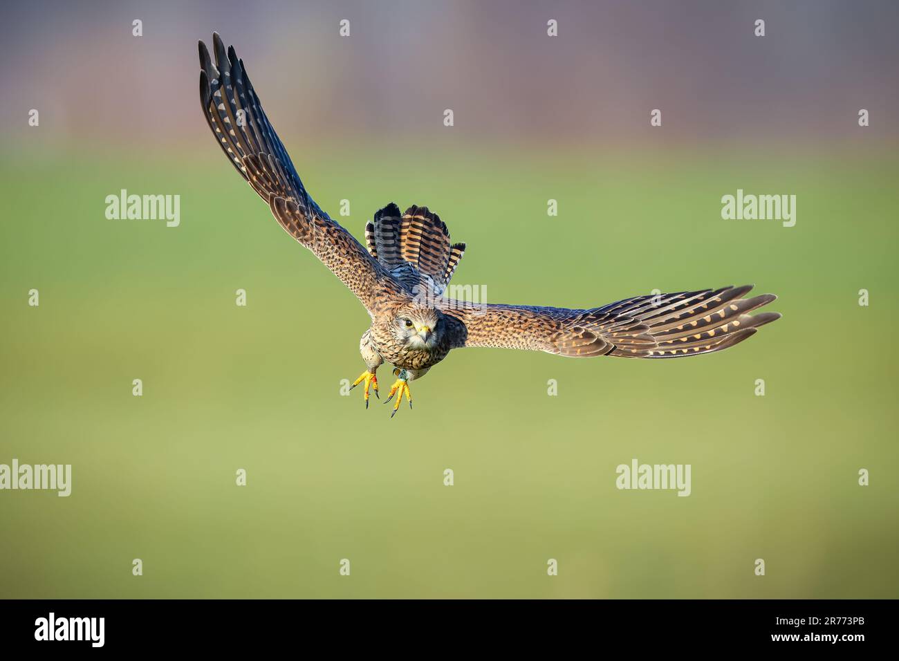 A close-up of a common kestrel flying over a lush grassy meadow Stock ...