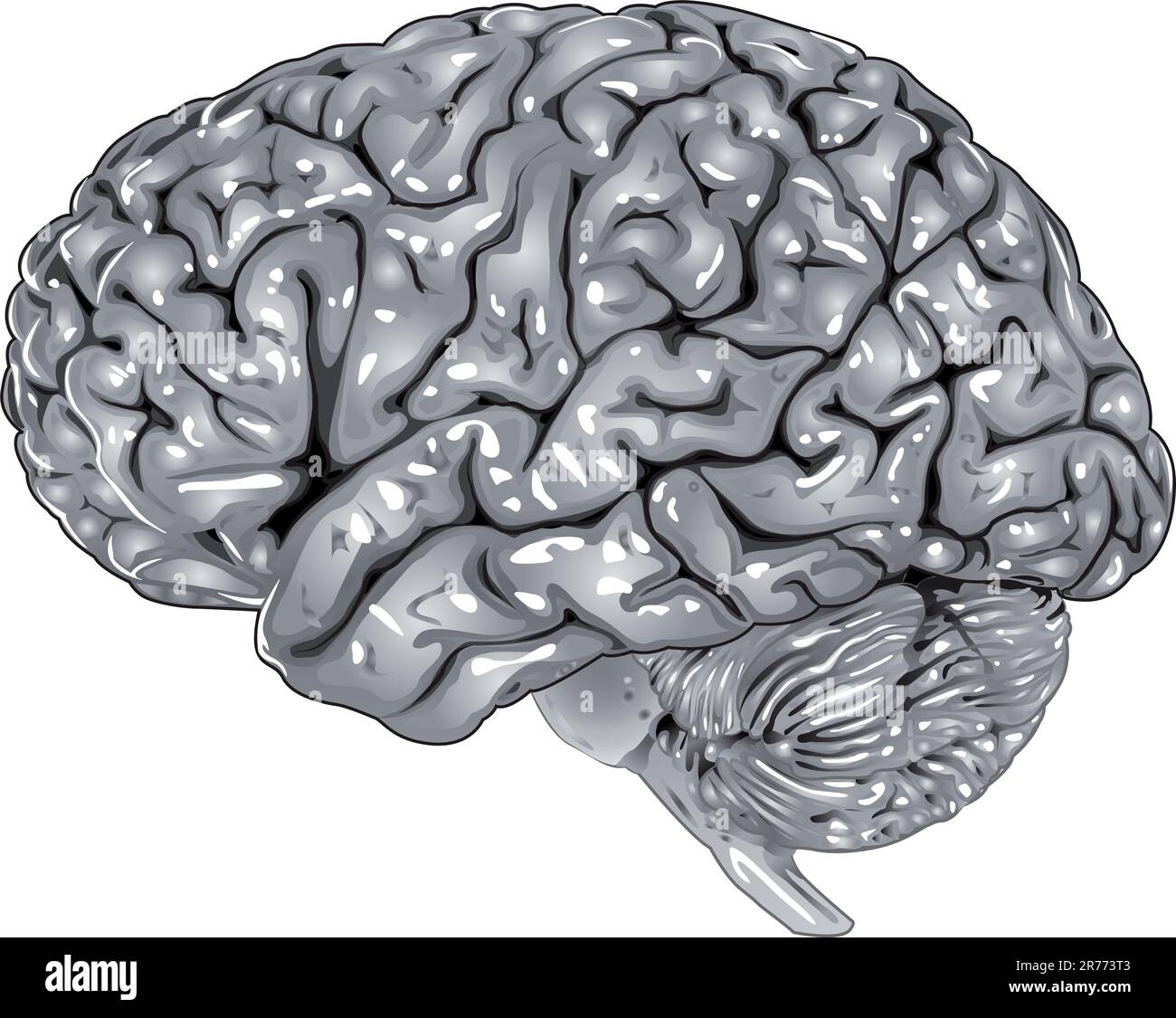 Illustration body part vector, human brain lateral view Stock Vector ...