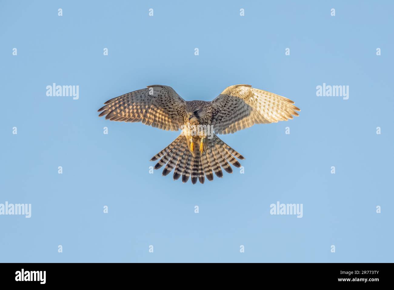A common kestrel soaring through the air against a backdrop of a ...