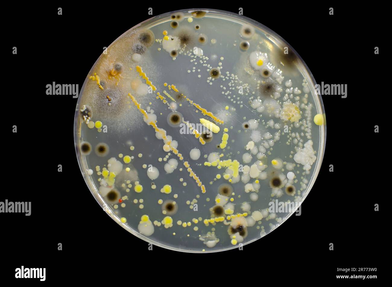Colonies of different bacteria and mold fungi cultivated from indoor ...