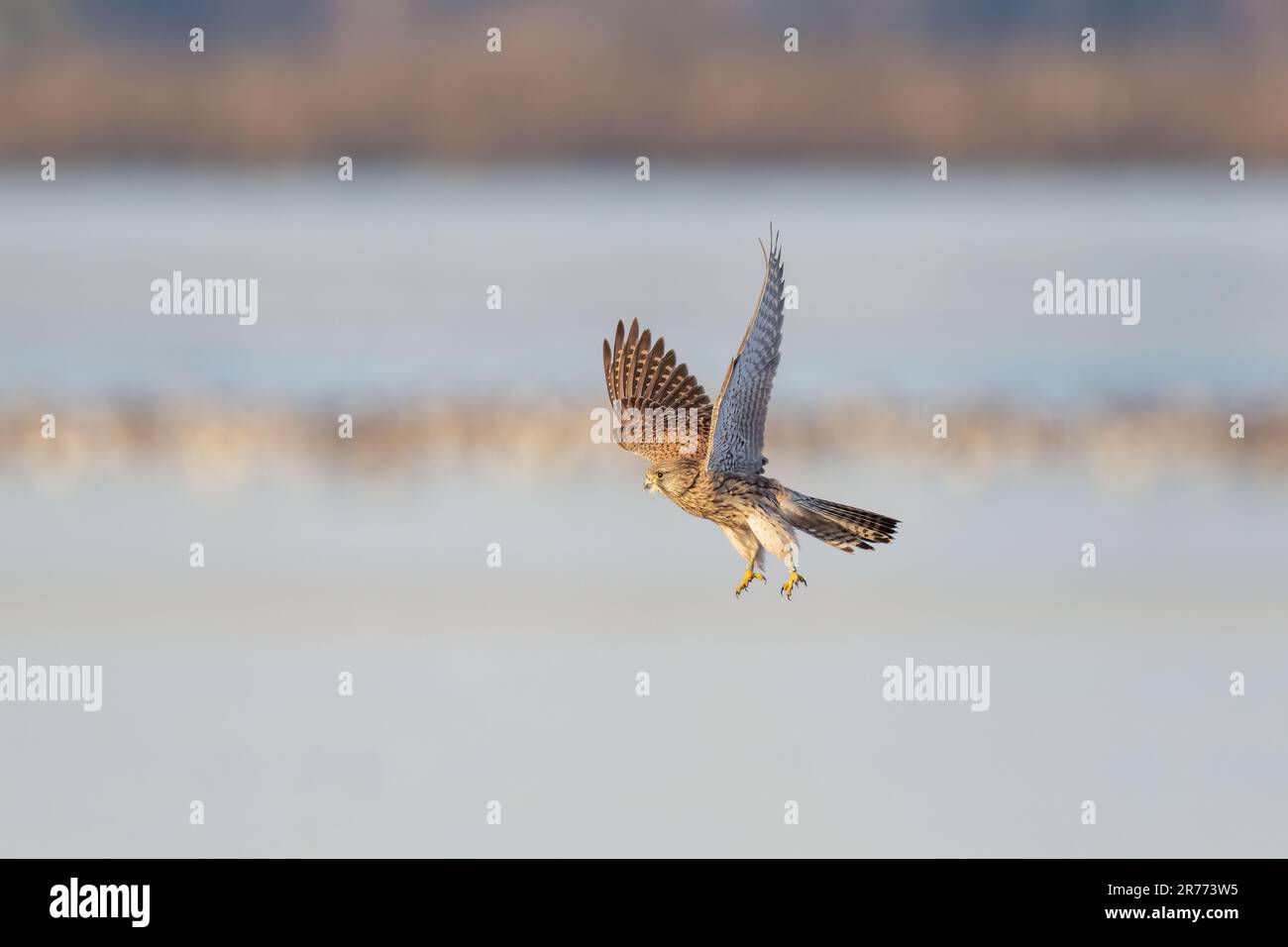 A common kestrel flapping its wings, captured against a backdrop of a ...