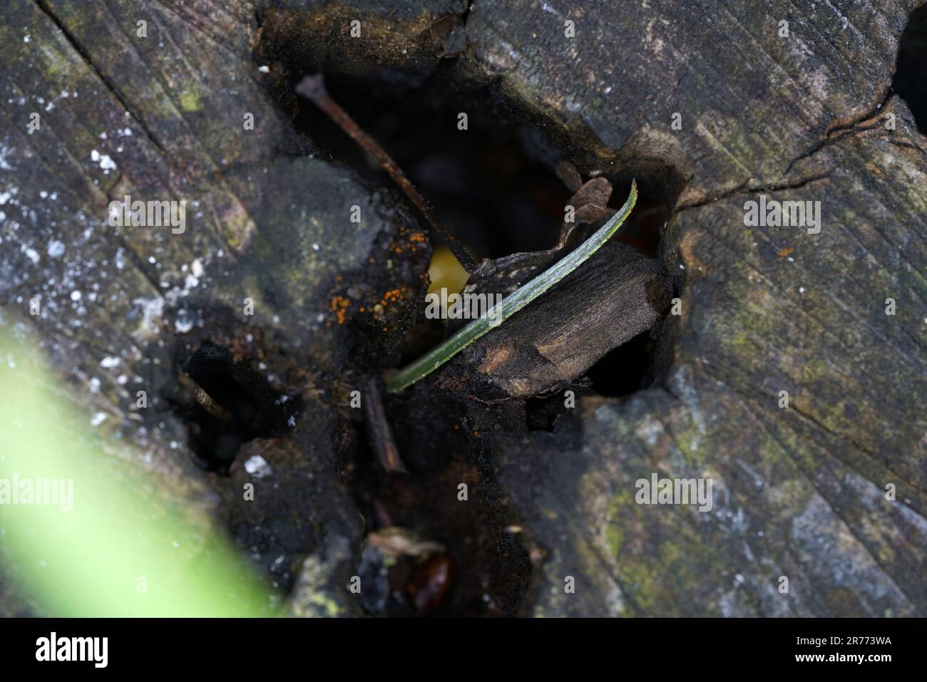 Tree bark is bark and bast and protects the tree from enemies Stock ...