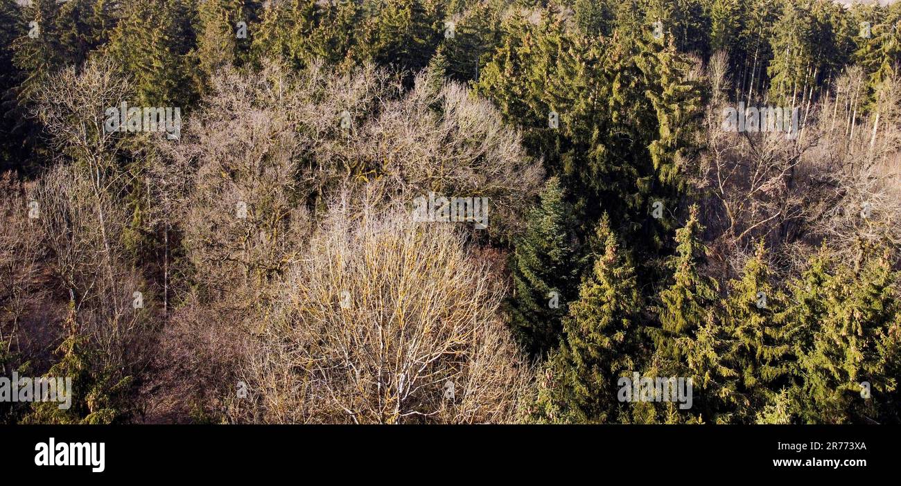 Forest dieback caused by the climate crisis is hitting the forests in ...