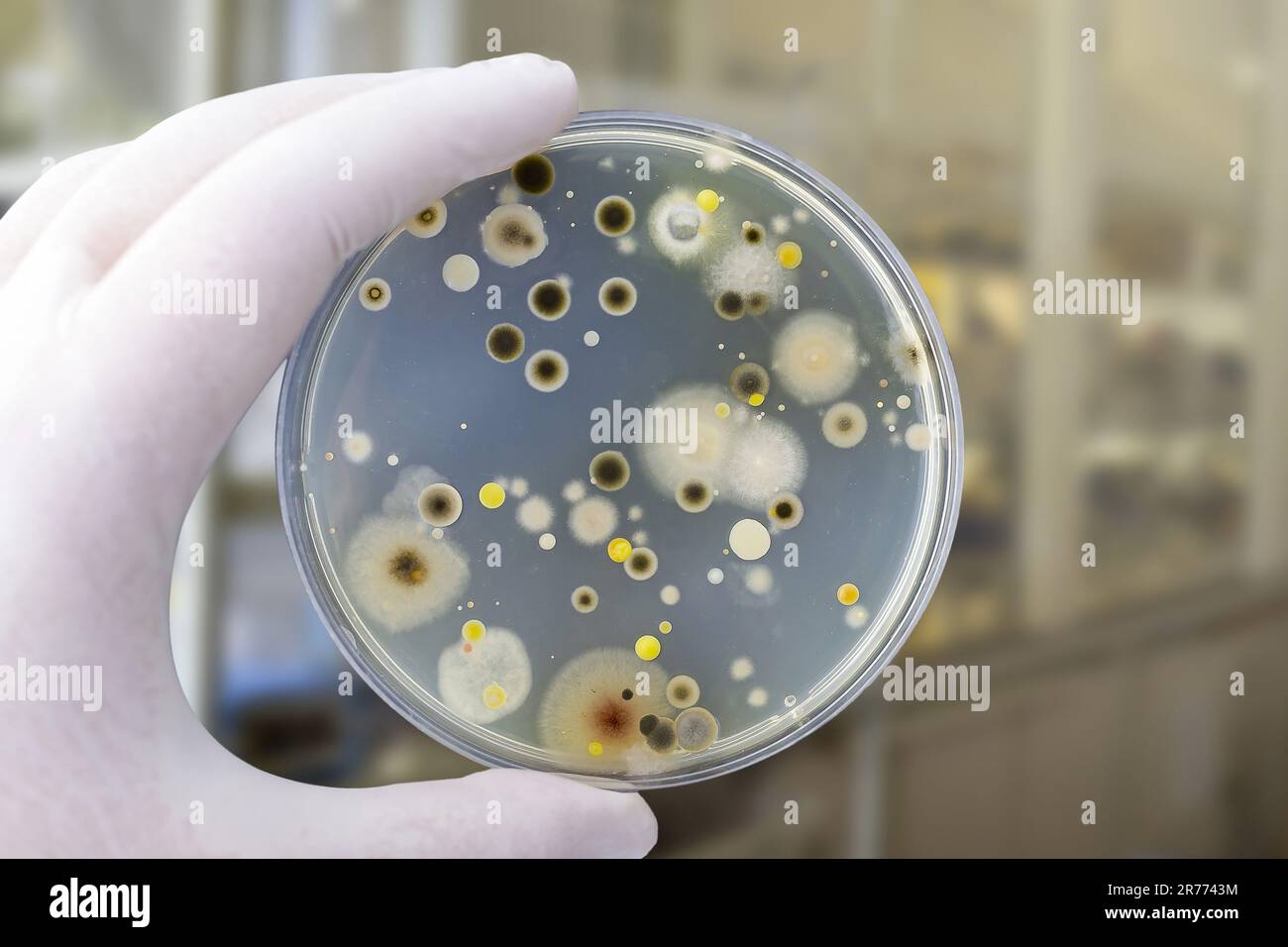 Colonies of different bacteria and mold fungi grown on Petri dish with ...