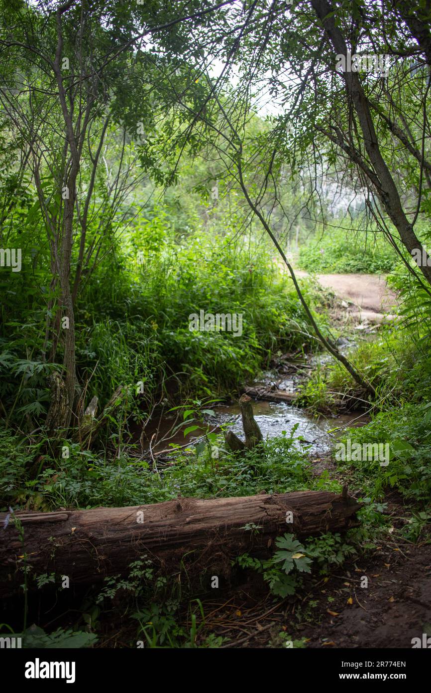 an old dry tree in a damp green forest in summer Stock Photo - Alamy