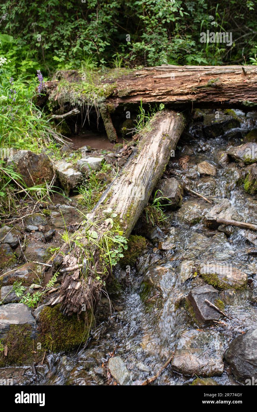 dry old logs in a forest river on a summer day Stock Photo - Alamy