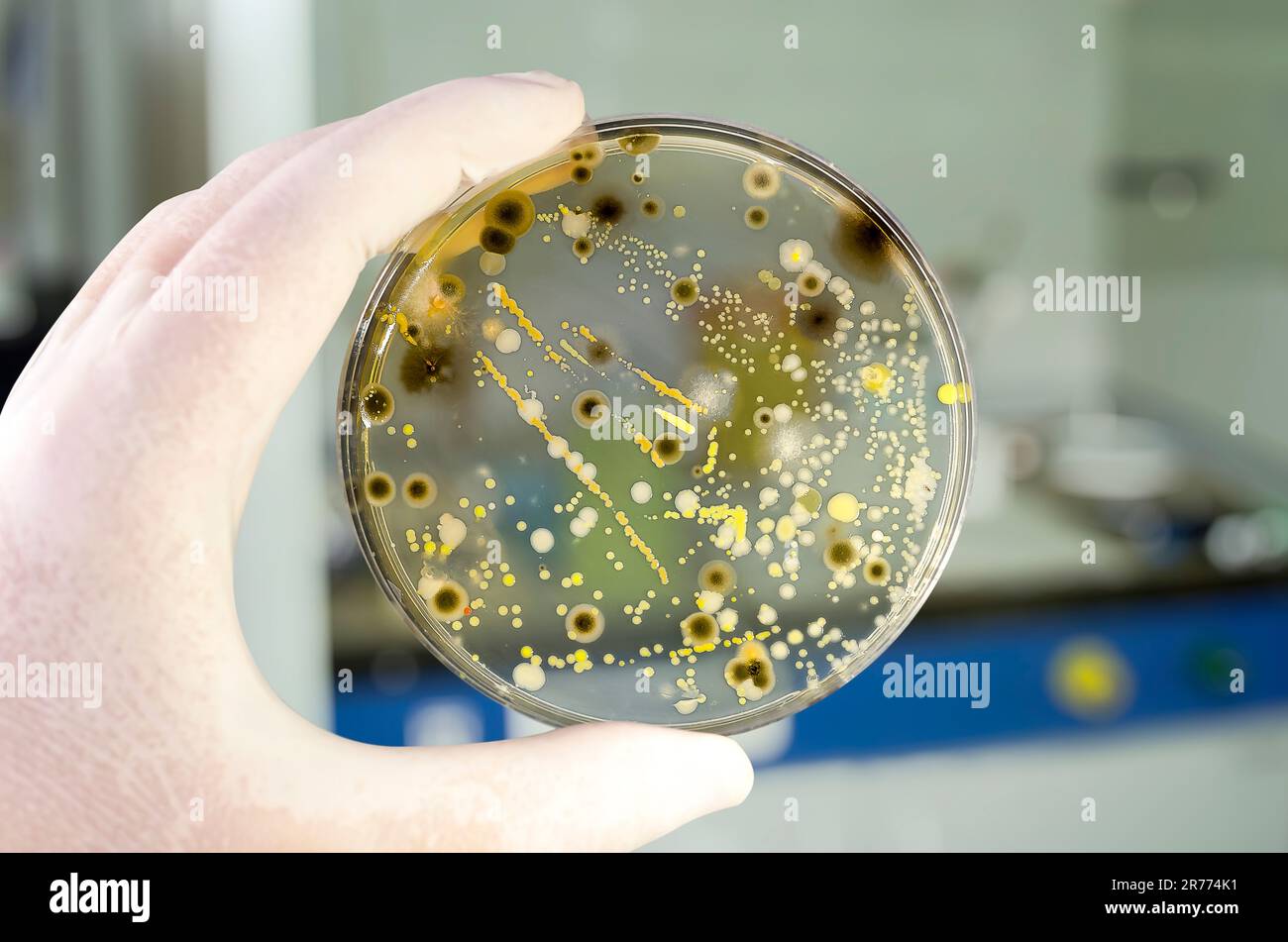 Colonies of different bacteria and mold fungi grown on Petri dish with ...