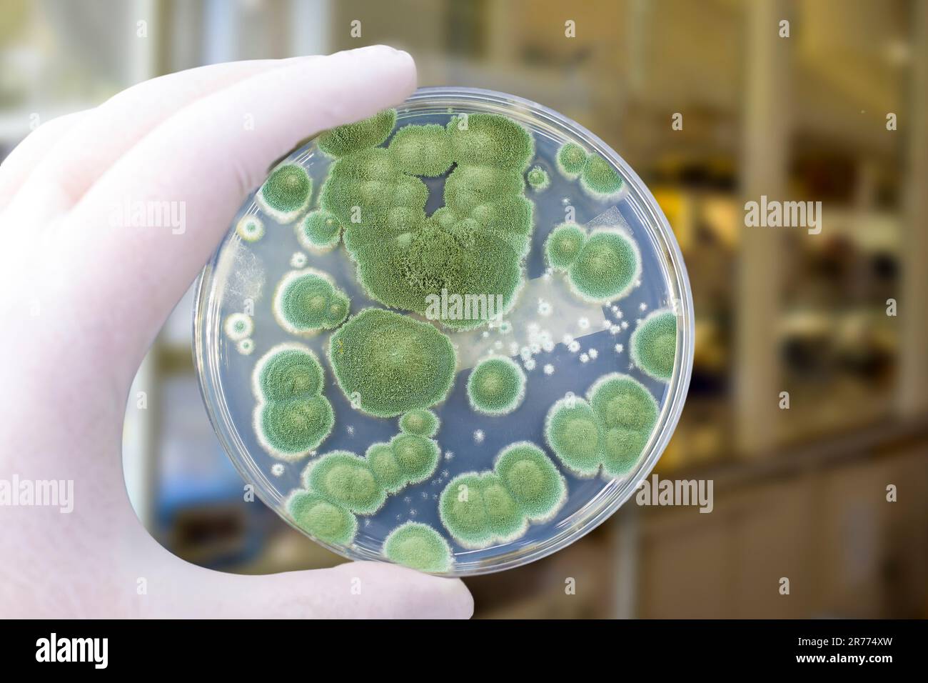 Researcher holding Petri dish with colonies of Penicillium fungi ...