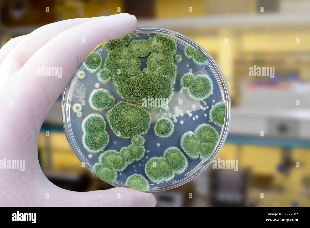 Researcher holding Petri dish with colonies of Penicillium fungi ...