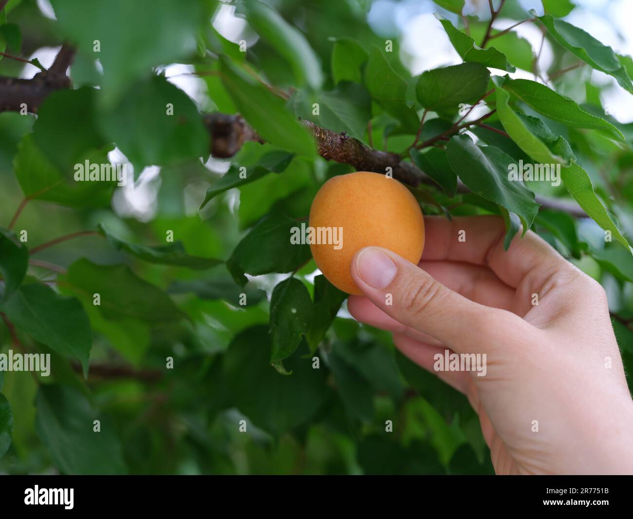 Apricot picking hi-res stock photography and images - Alamy