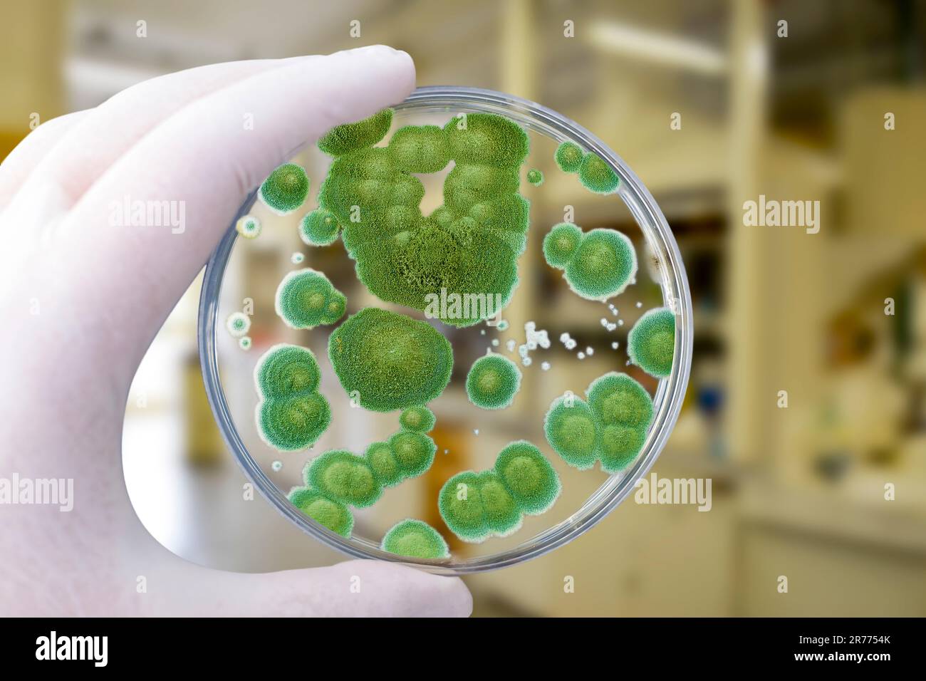 Researcher holding Petri dish with colonies of Penicillium fungi ...