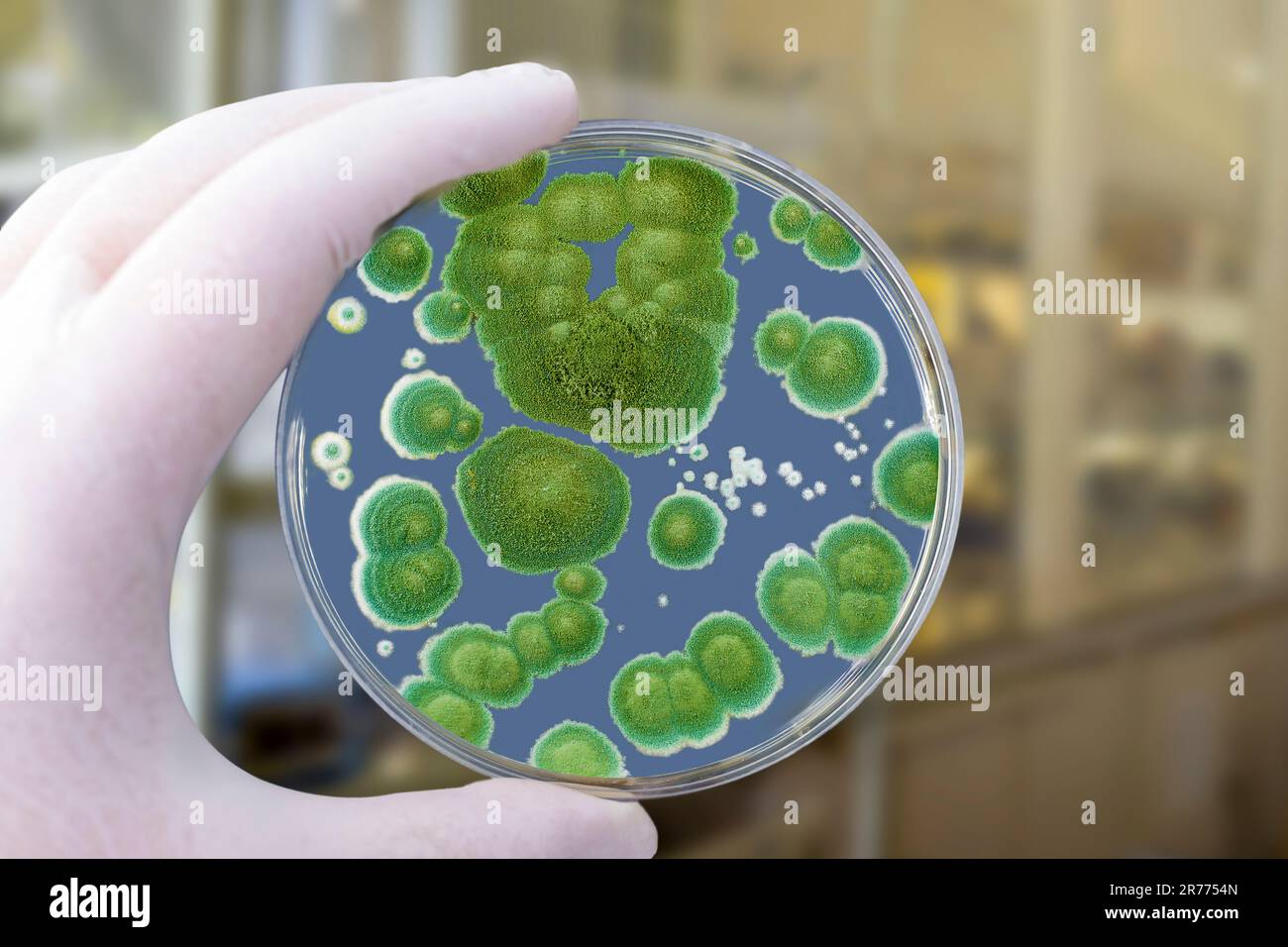 Researcher holding Petri dish with colonies of Penicillium fungi ...