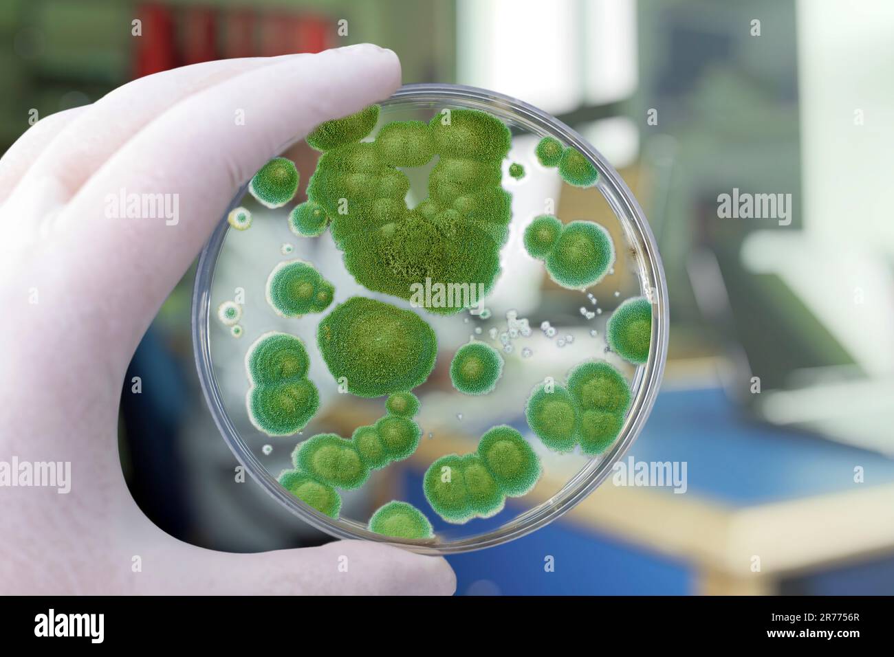 Researcher holding Petri dish with colonies of Penicillium fungi ...