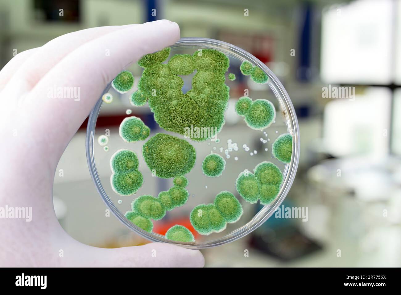 Researcher holding Petri dish with colonies of Penicillium fungi ...