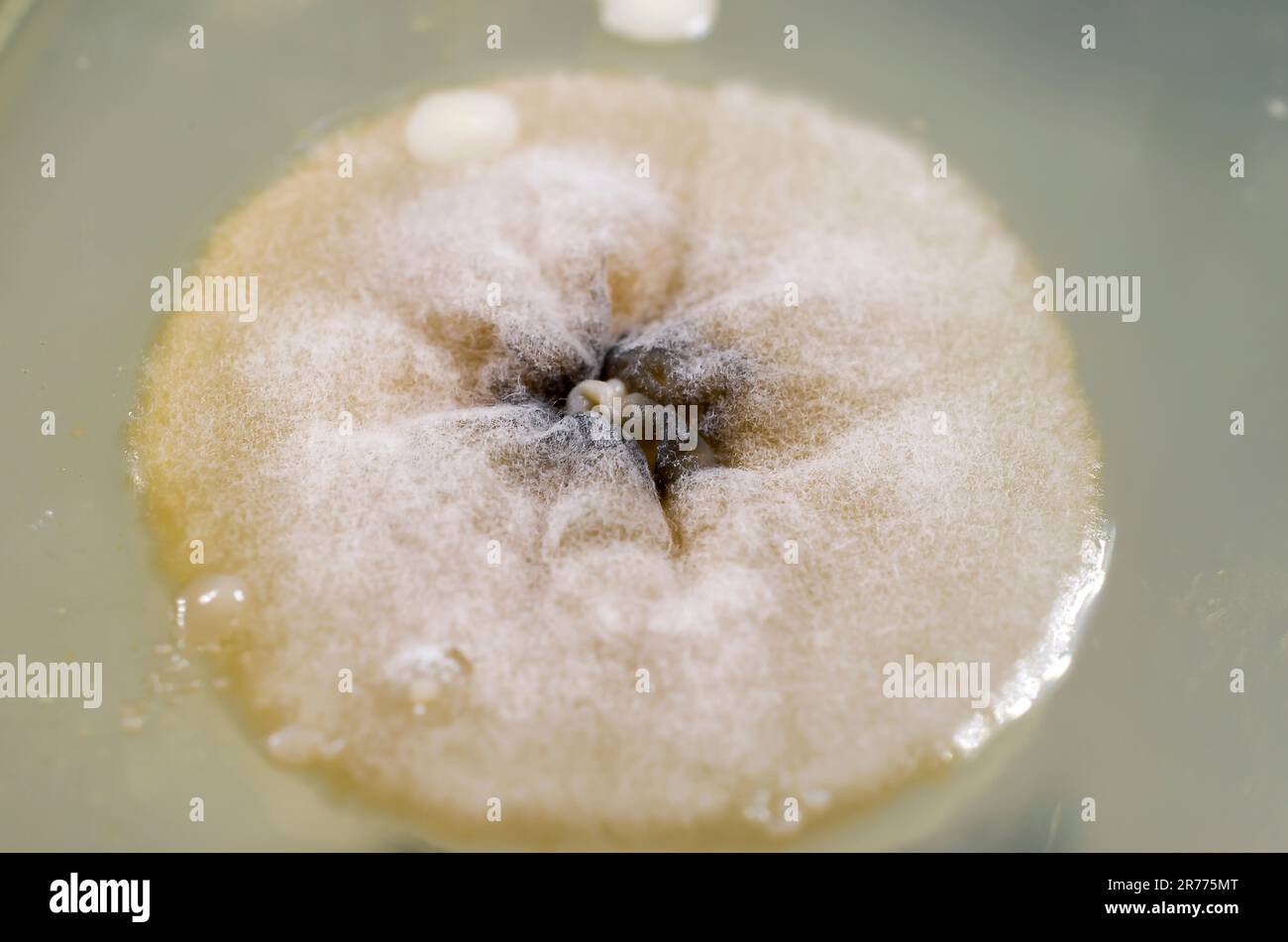 Mold colony grown from indoor air on Petri dish with nutrient agar ...