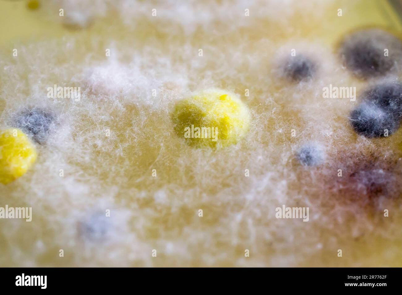 Colonies of different bacteria and mold fungi grown from indoor air on ...