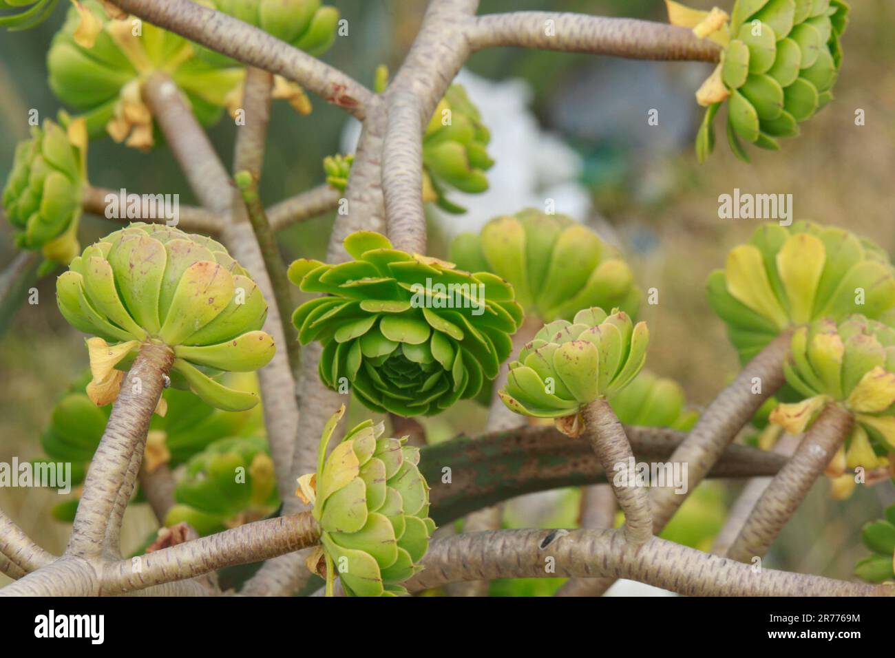 A close-up shot of vibrant green flower buds of a succulent-like plant ...