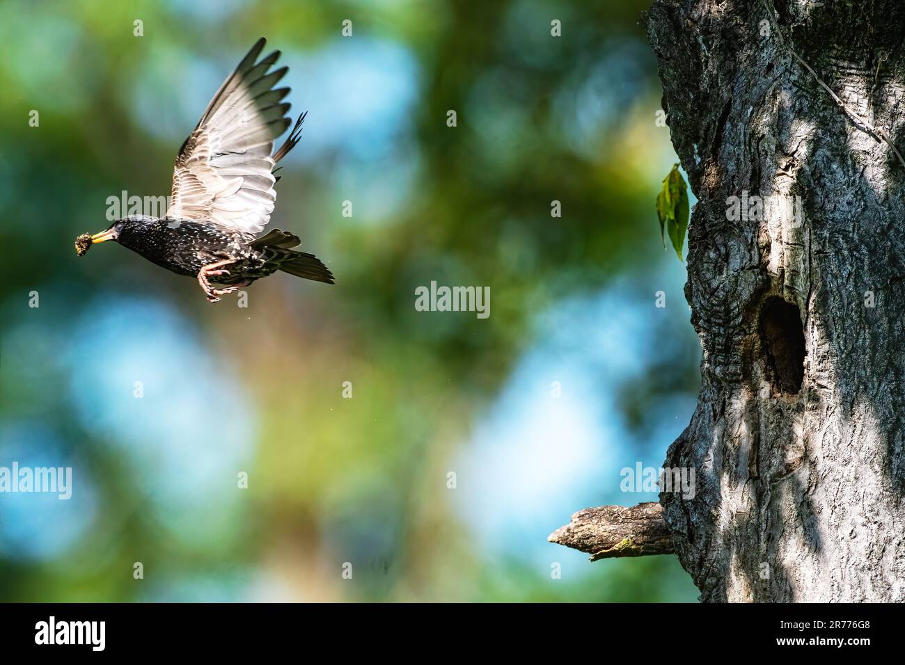 European starling flight leaving northern flicker nest cavity Stock ...