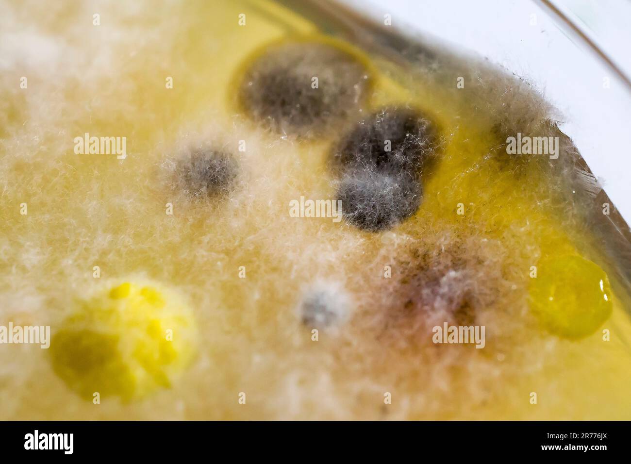 Colonies of different bacteria and mold fungi grown from indoor air on ...