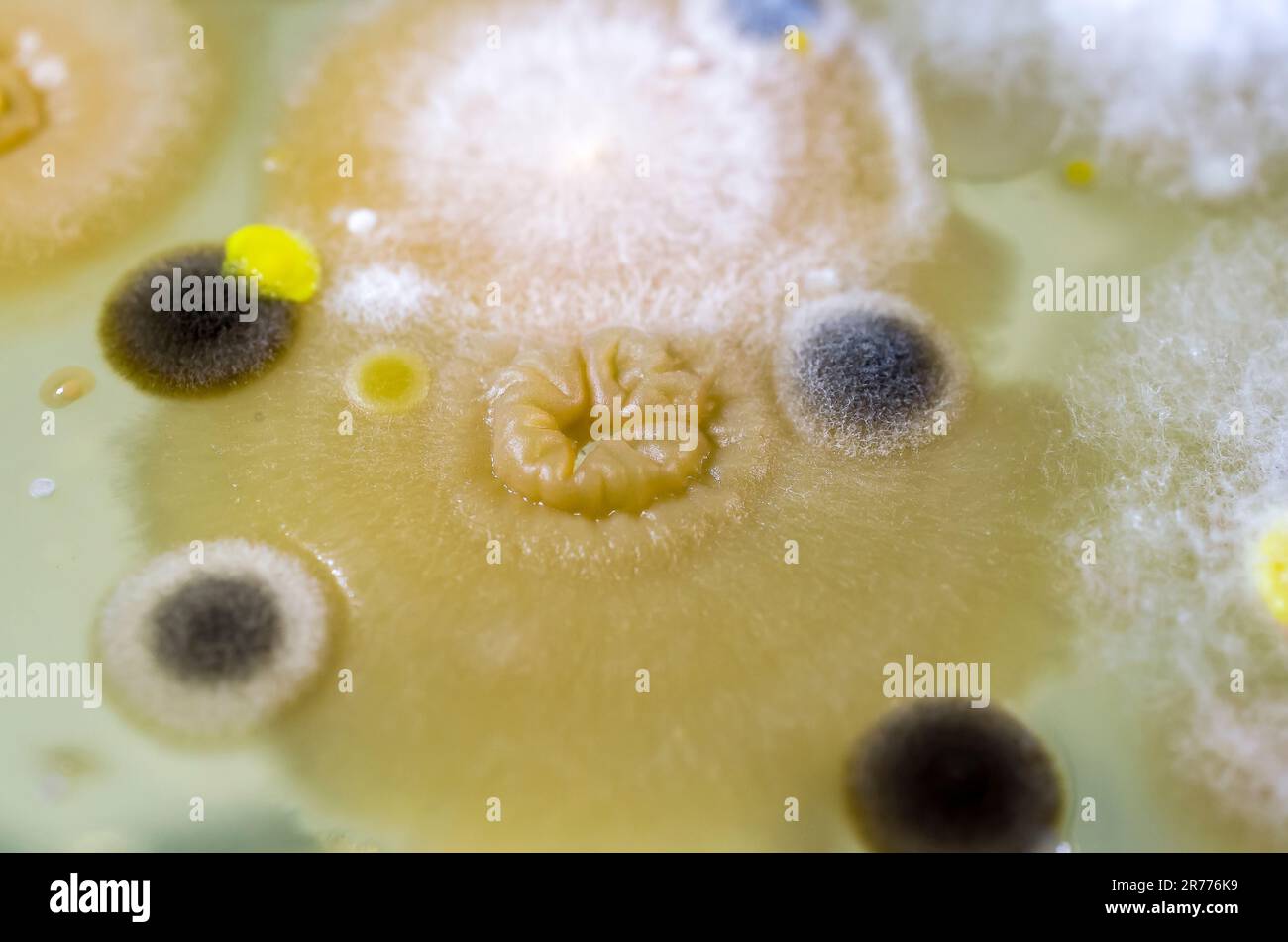 Testing air quality. Colonies of different bacteria and mold fungi ...