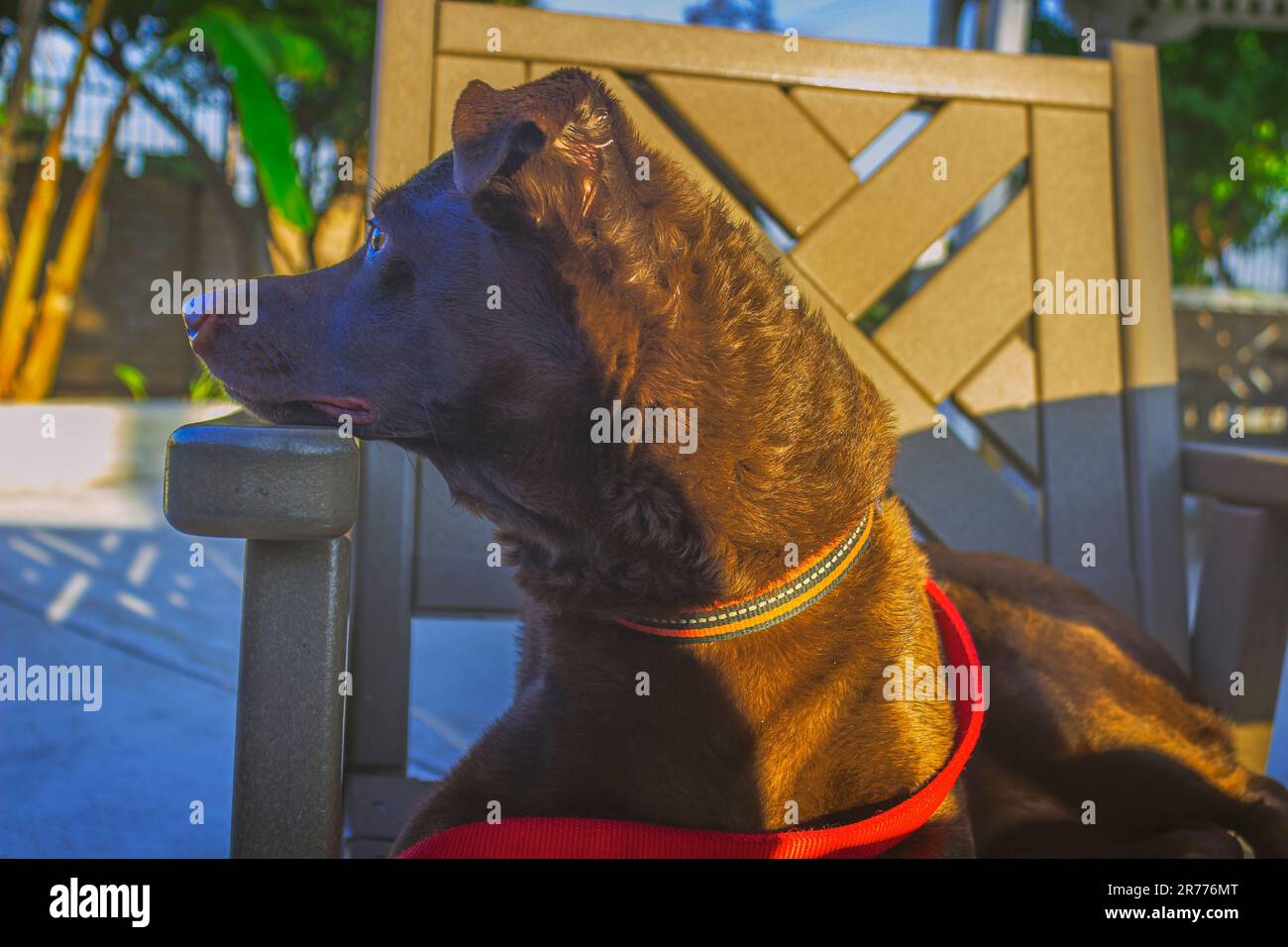 Bella, the enchanting Labrador mix, is seated on a patio chair ...