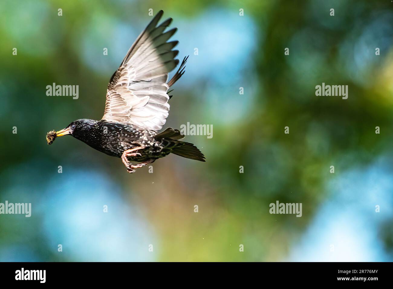 European starling flight Stock Photo - Alamy