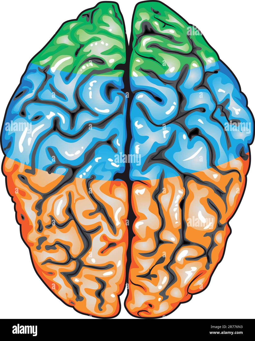 Illustration body part vector, human brain top view Stock Vector Image ...