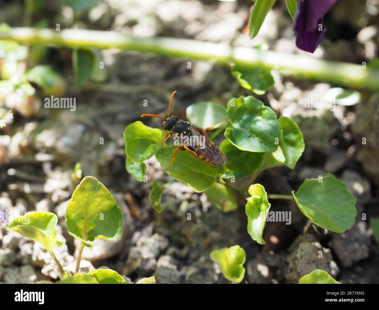 Nomad bee, Nomada marshamella, a cuckoo bee that parasatises mining ...