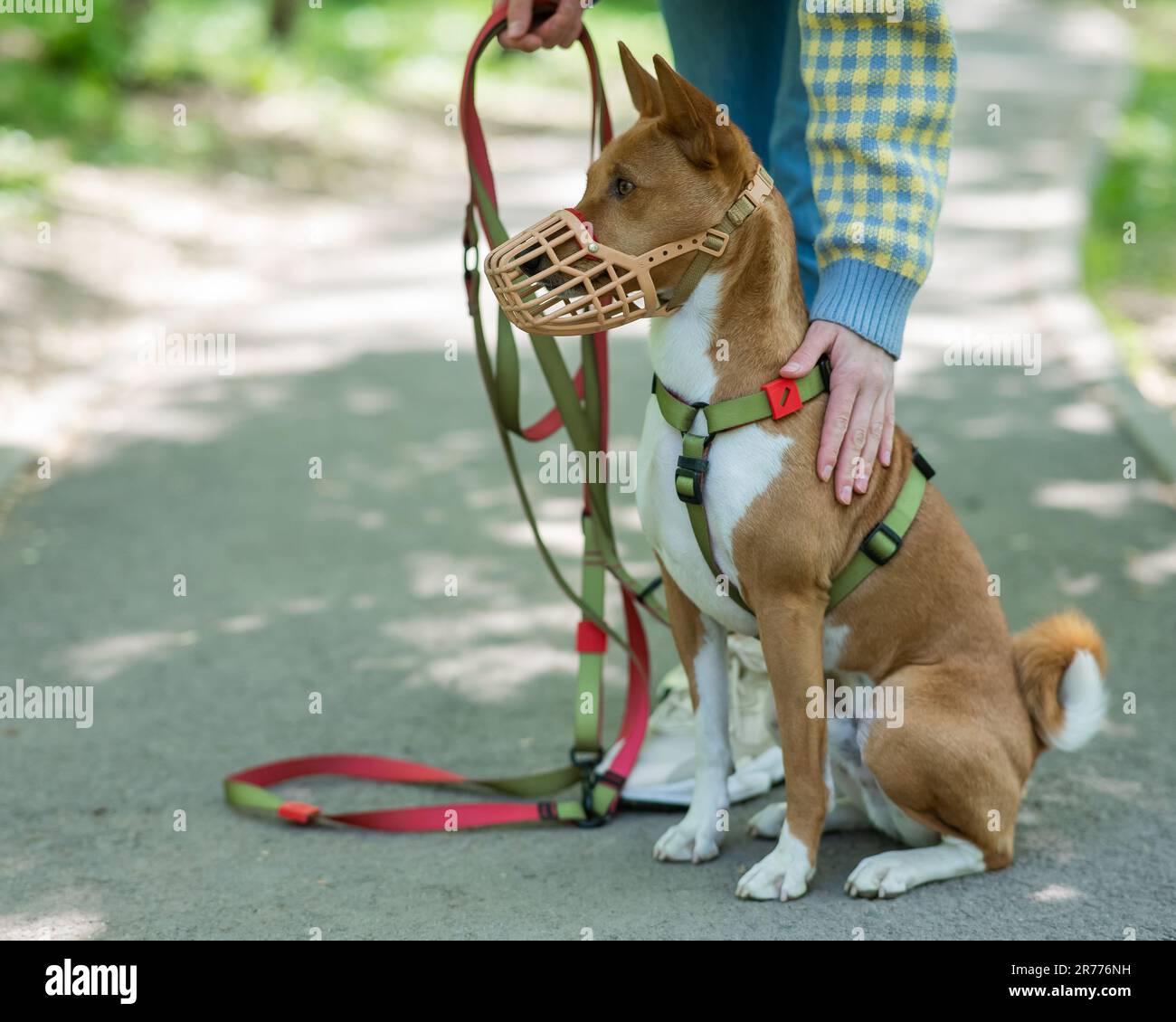 A woman walks with a basenji dressed in a muzzle. African barking dog ...