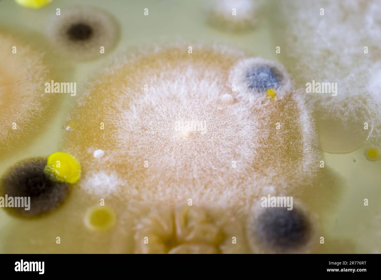 Testing air quality. Colonies of different bacteria and mold fungi ...