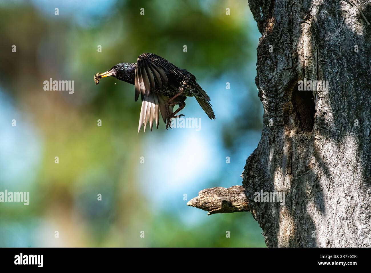 European starling flight leaving northern flicker nest cavity Stock ...