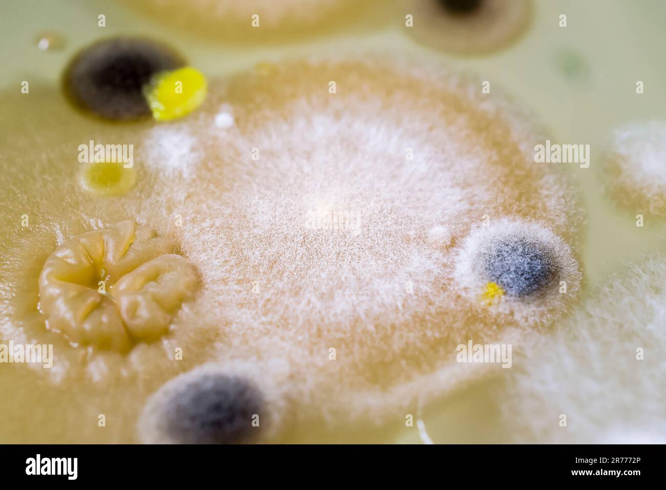 Testing air quality. Colonies of different bacteria and mold fungi ...