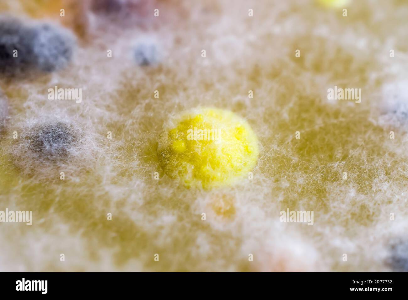 Testing air quality. Colonies of different bacteria and mold fungi ...